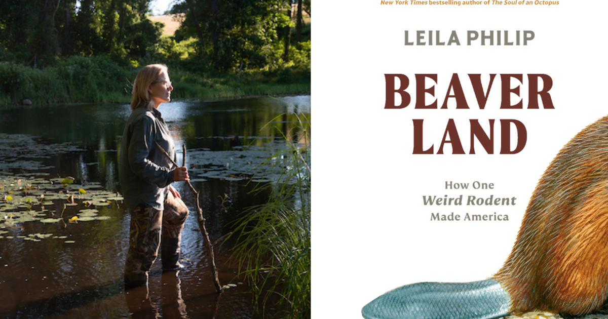 Beavers Are North America’s Secret Weapon Against the Climate Crisis ...